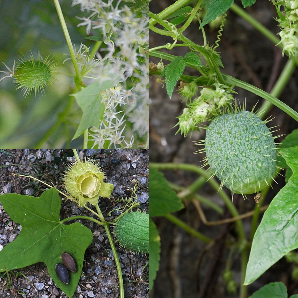 Seeds for Planting, Echinocystis Lobata Seeds, Wild Cucumber, Prickly ...