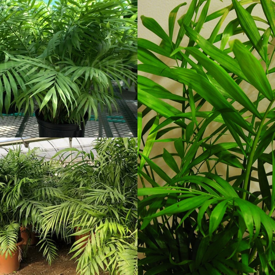 Seeds for Planting, Chamaedorea Elegans Seeds, Parlor Palm, Neanthe ...