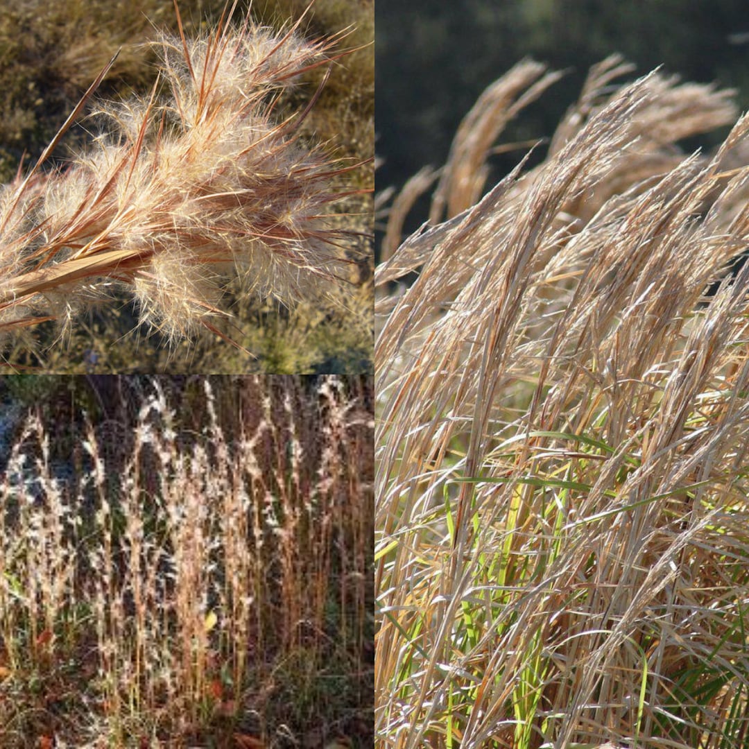 Seeds for Planting, Andropogon Virginicus Seeds, Broomsedge Bluestem ...