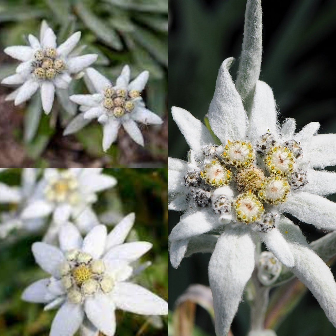 Seeds for Planting, Leontopodium Alpinum Seeds, Edelweiss,~ Bulk ...