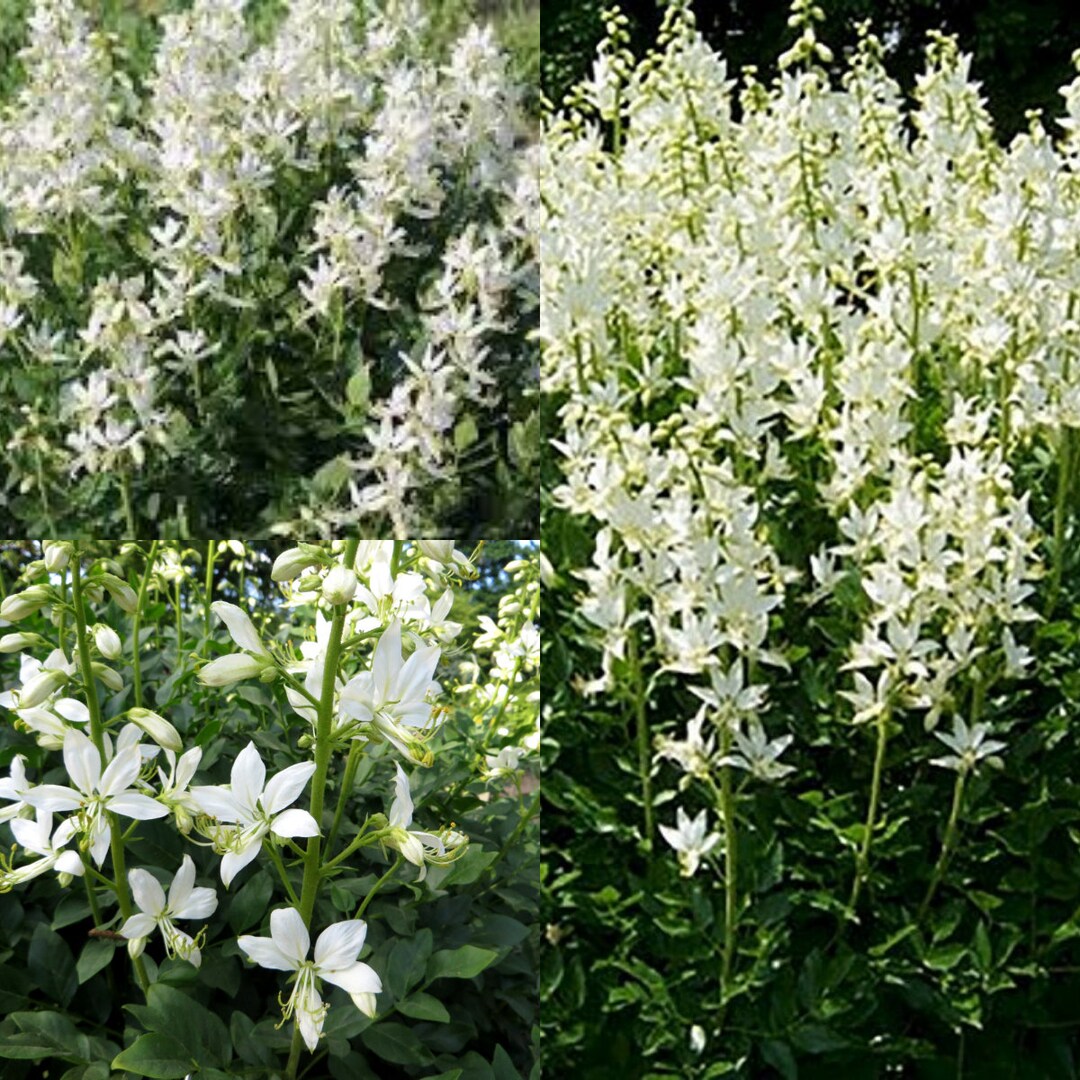 Seeds for Planting, Dictamnus Albus Albiflorus Seeds, Gasplant, Gas ...