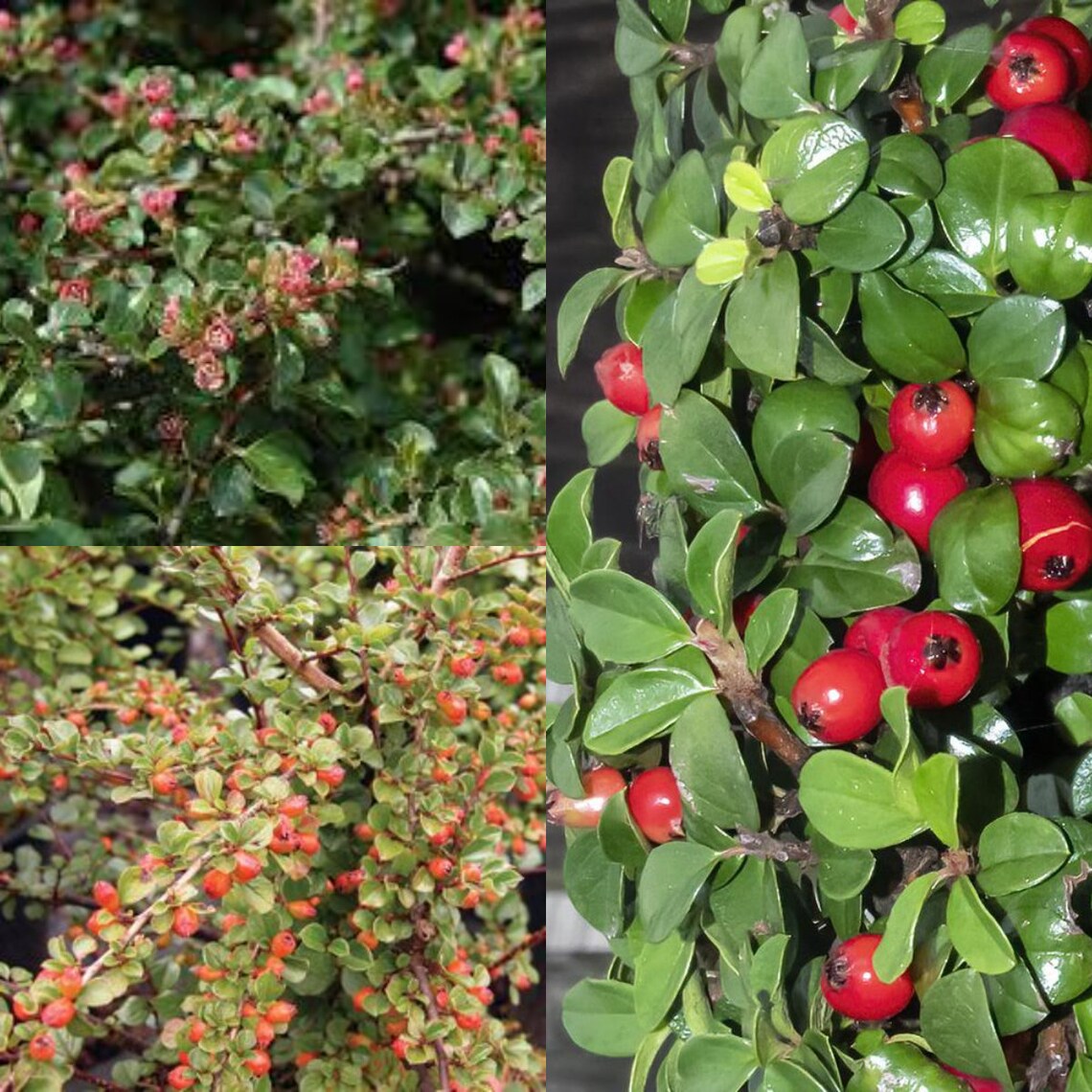 Seeds for Planting, Cotoneaster Adpressus Praecox Seeds, Creeping ...