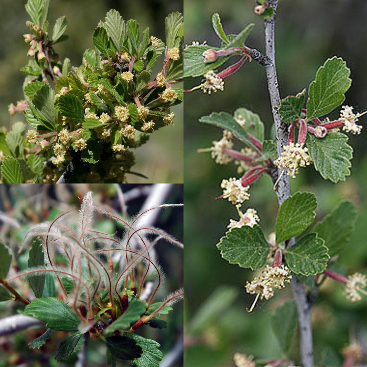 Seeds for Planting, Cercocarpus Montanus Seeds, Alderleaf Mountain ...