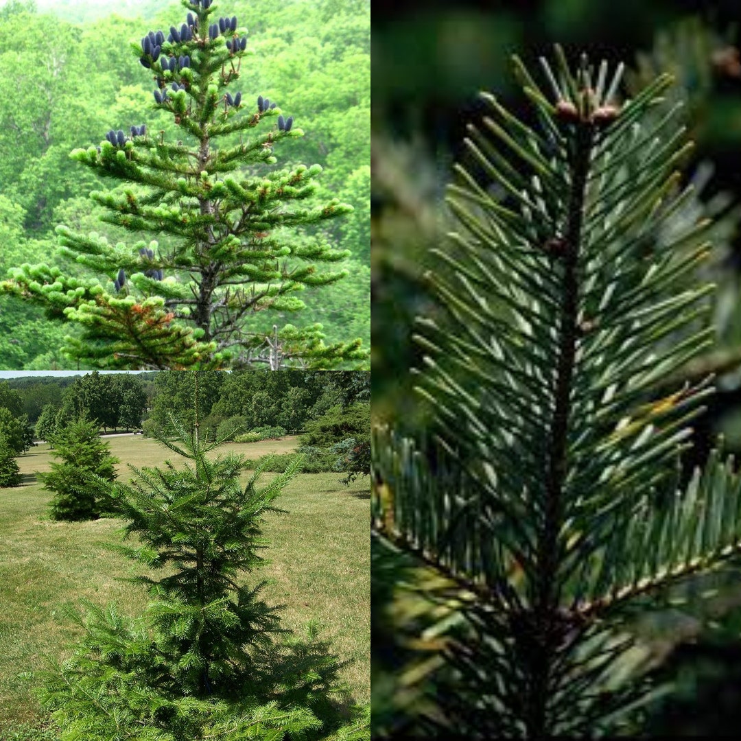 Seeds for Planting, Abies Nephrolepis Seeds, Manchurian Fir, ~ Bulk ...