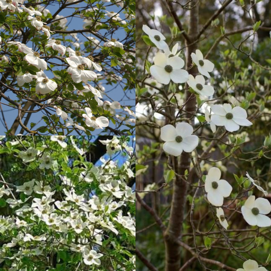 Seeds for Planting, Cornus Nuttallii Seeds, Pacific Dogwood, ~ Bulk ...