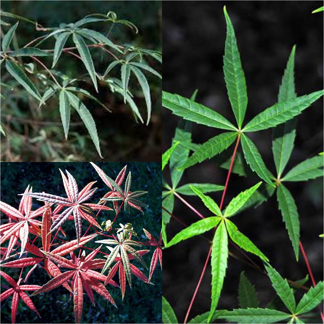 Seeds for Planting, Acer Pentaphyllum, Five-lobed Chinese Maple, Five ...
