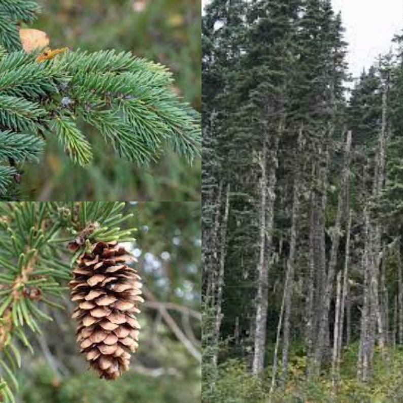 Seeds for Planting, Picea Lutzii Seeds, Lutz Spruce,~ Bulk Wholesale ...