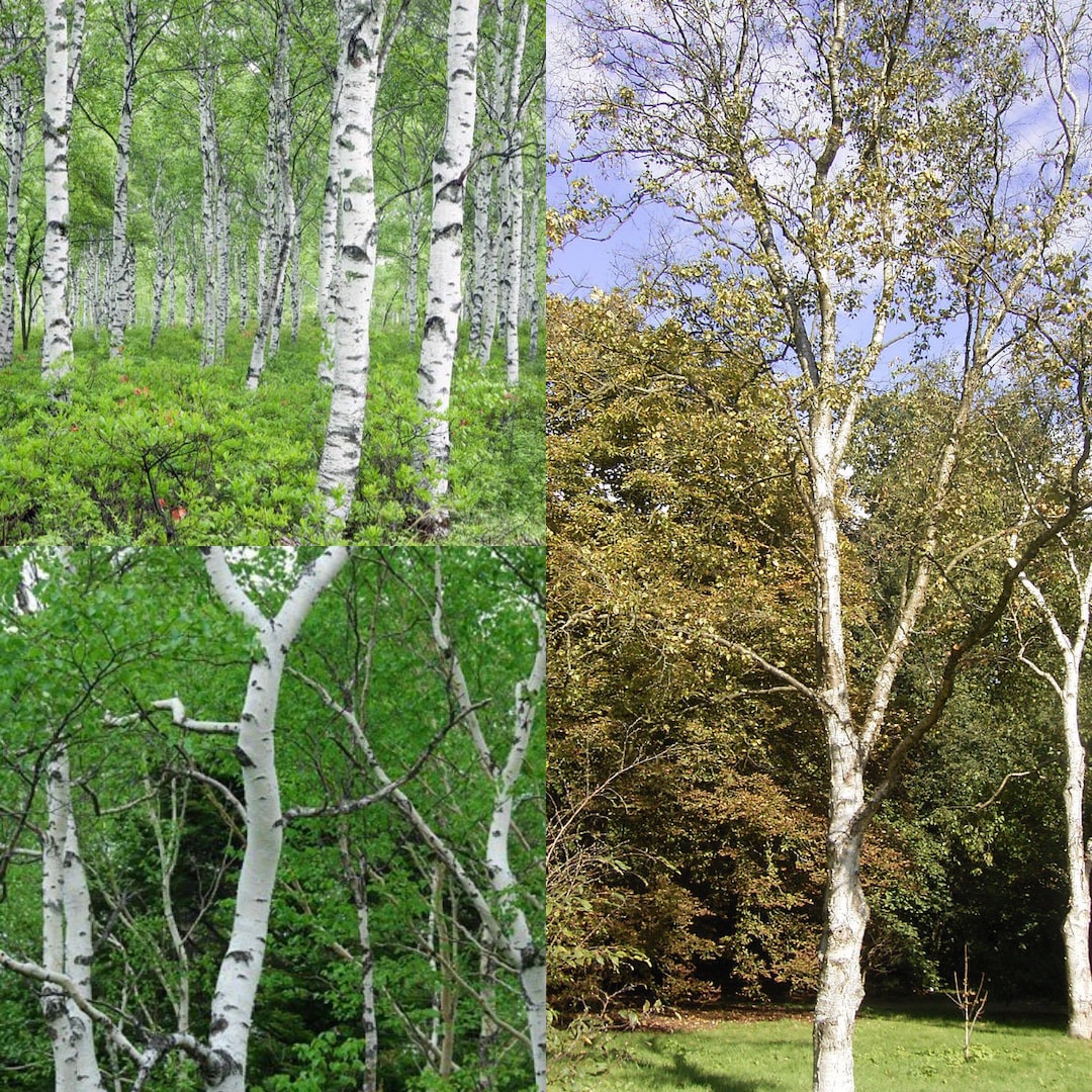 Seeds for Planting, Betula Platyphylla Japonica Seeds, Japanese White ...