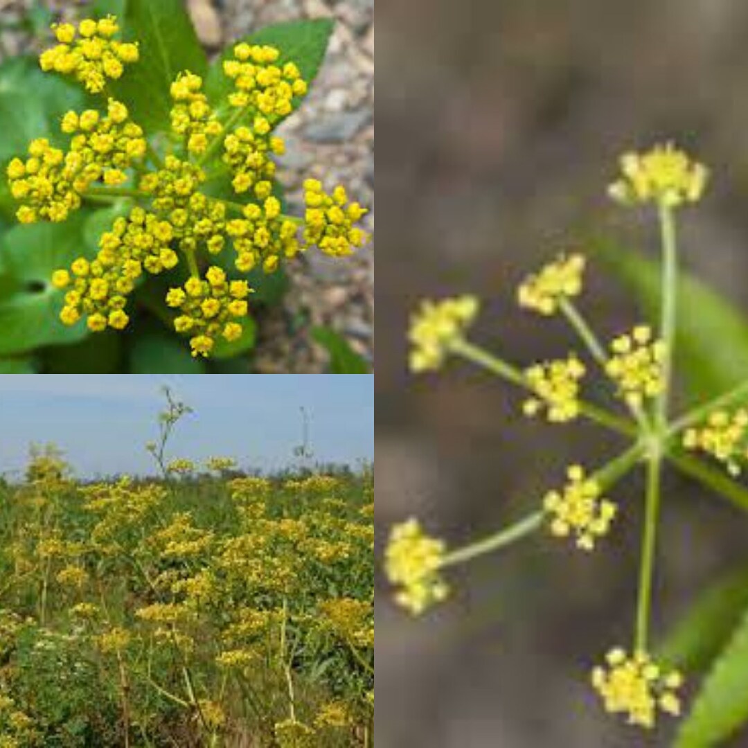 Seeds for Planting, Thaspium Trifoliatum Flavum Seeds, Purple Meadow ...