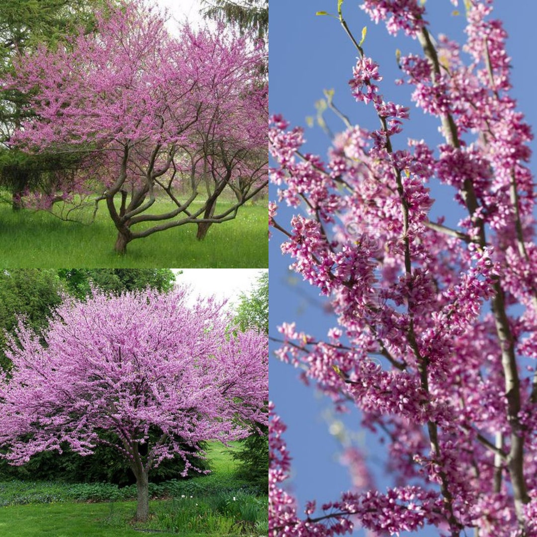 Seeds for Planting, Cercis Canadensis Southern Seeds, Eastern Redbud ...