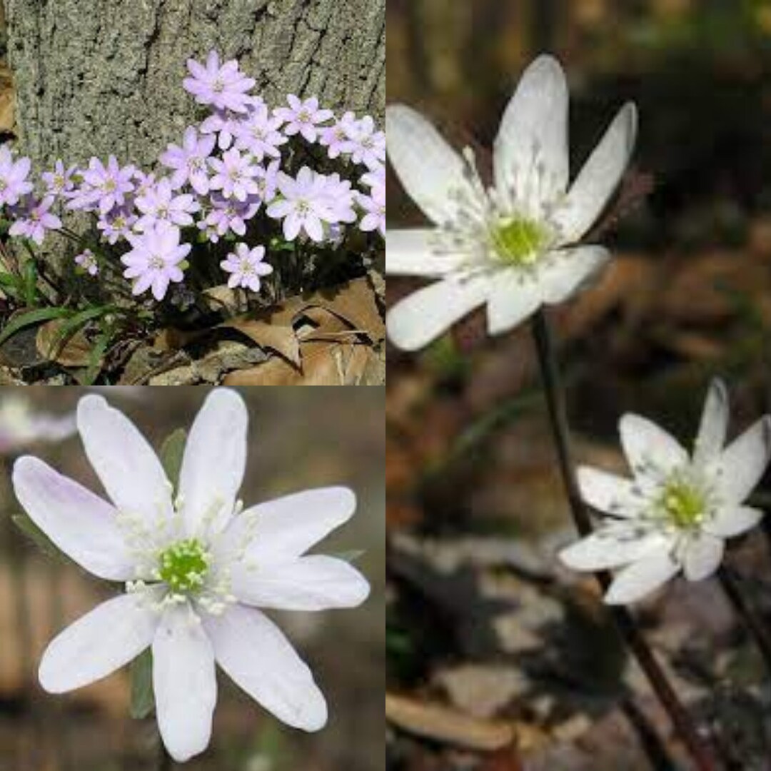 Seeds for Planting, Hepatica Acutiloba Seeds, Liverleaf, Liverwort ...