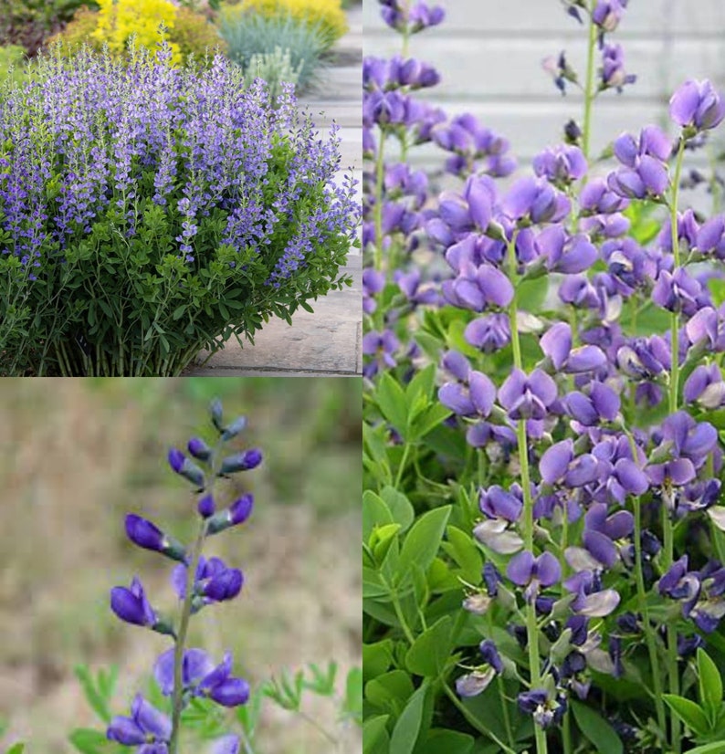 Seeds for Planting, Baptisia Australis Seeds, Blue Wild Indigo ...