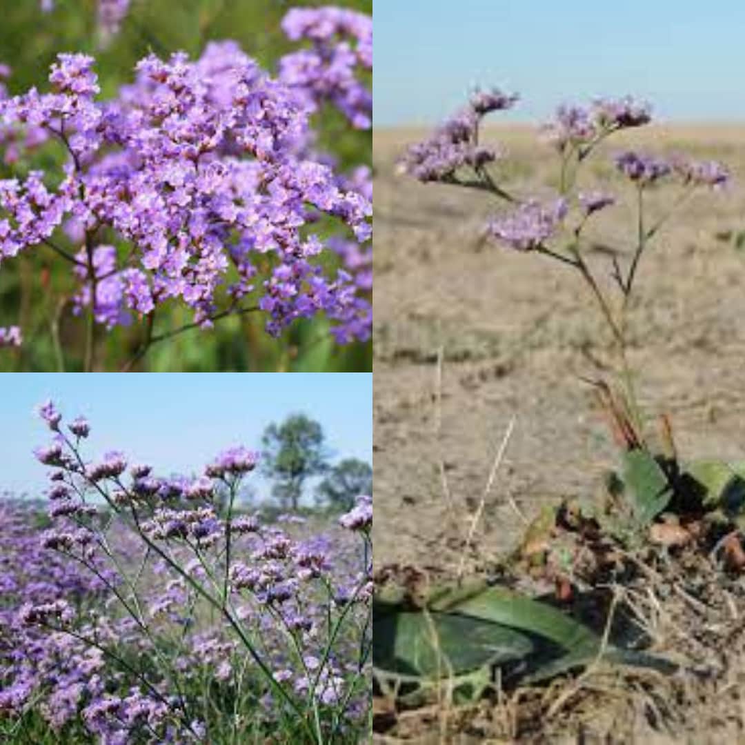 Seeds for Planting, Limonium Gmelinii Seeds, Siberian Statice,~ Bulk ...