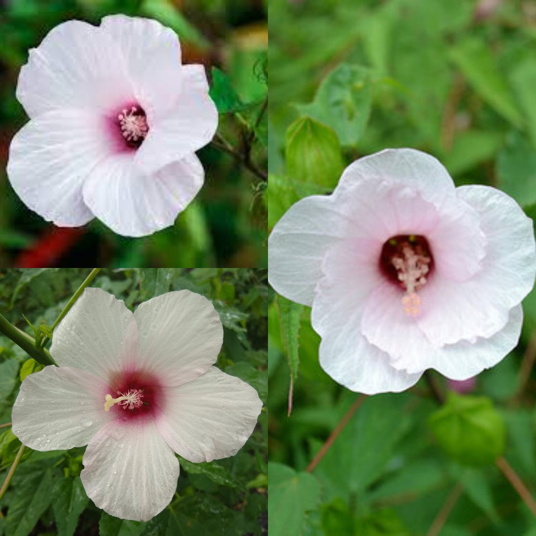 Seeds for Planting, Hibiscus Laevis Seeds, Halberd-leaf Rosemallow ...