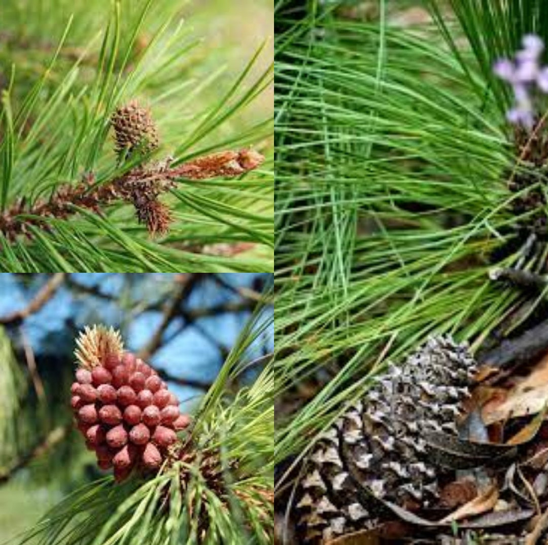 Seeds for Planting, Pinus Engelmannii Seeds, Apache Pine, Arizona ...