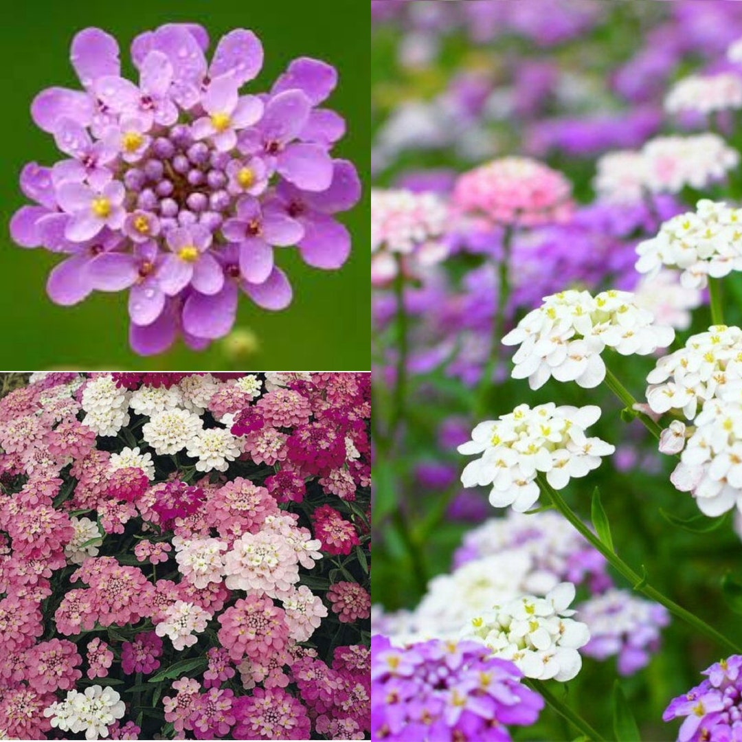 Seeds for Planting, Iberis Umbellata Dwarf Fairy Seeds, Dwarf Fairy ...