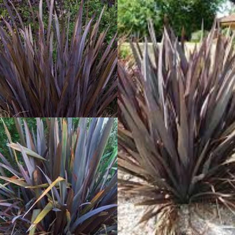 Seeds for Planting, Phormium Tenax Purpureum Seeds, New Zealand Flax ...