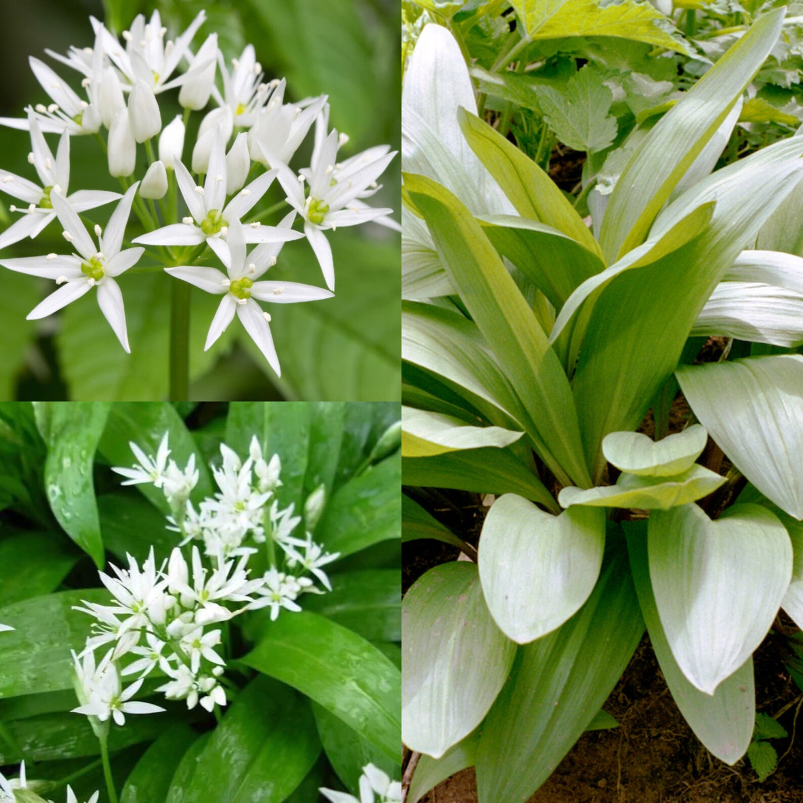 Seeds for Planting, Allium Tricoccum Seeds, Ramp, Ramps, Ramson, Wild ...