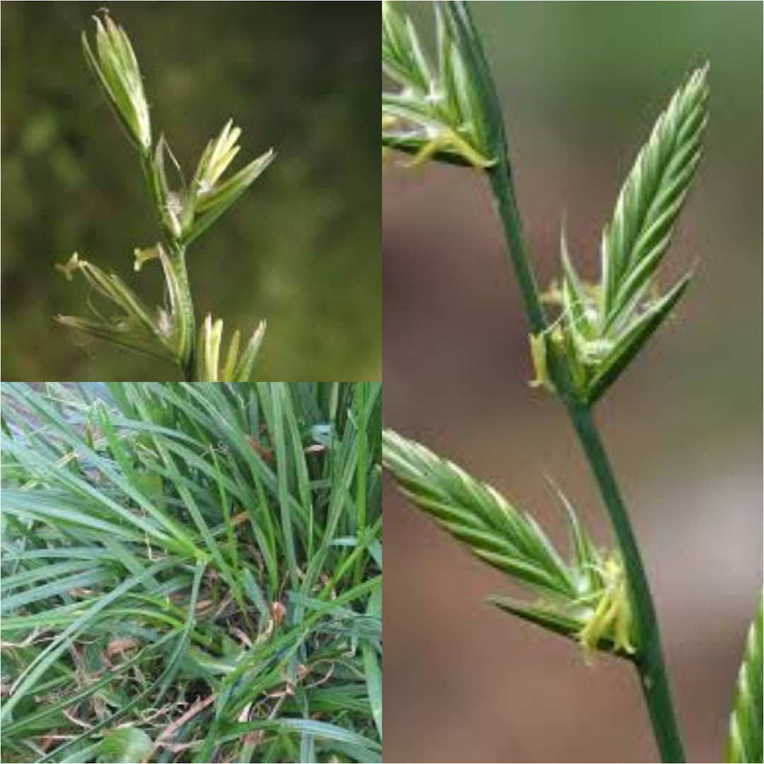 Seeds for Planting, Lolium Perenne Amazing GS Seeds, Perennial Ryegrass ...