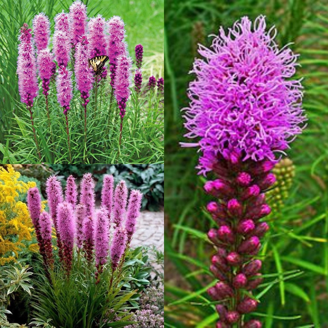 Seeds for Planting, Liatris Spicata Seeds, Dense Blazing Star, Prairie ...