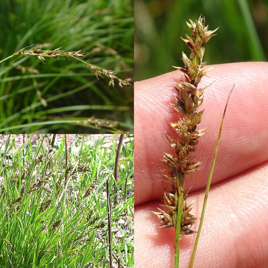 Seeds for Planting, Carex Prairea Seeds, Fen Panicled Sedge, Prairie ...