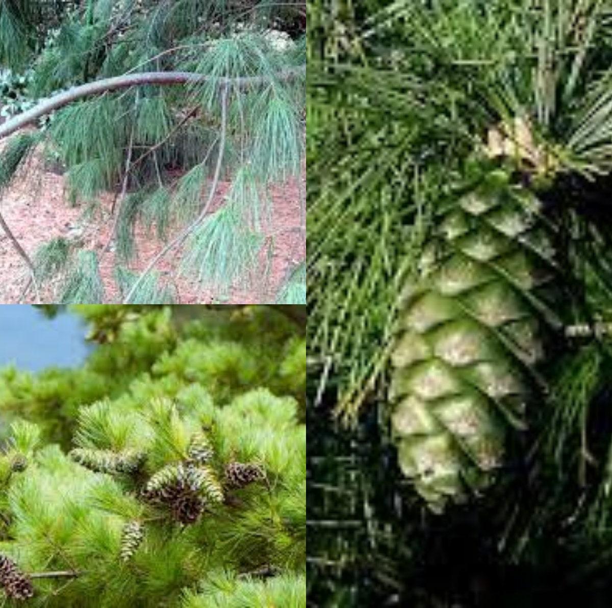 Seeds for Planting, Pinus Armandii Seeds, Armand Pine, David's Pine ...