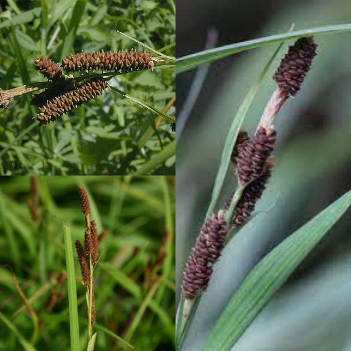 Seeds for Planting, Carex Shortiana Seeds, Short's Sedge, ~ Bulk ...