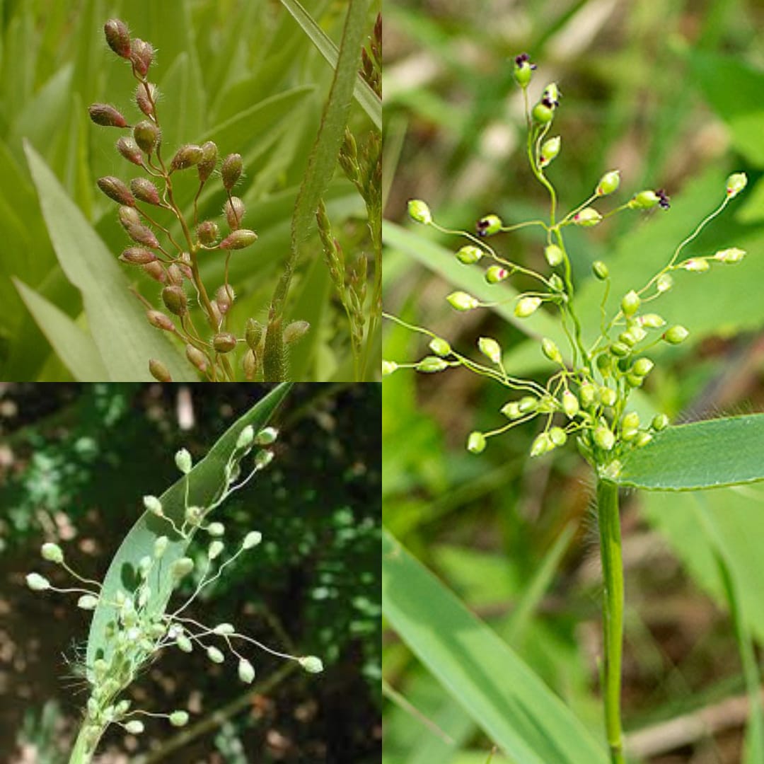 Seeds for Planting, Panicum Oligosanthes Seeds, Scribner's Panic Grass ...
