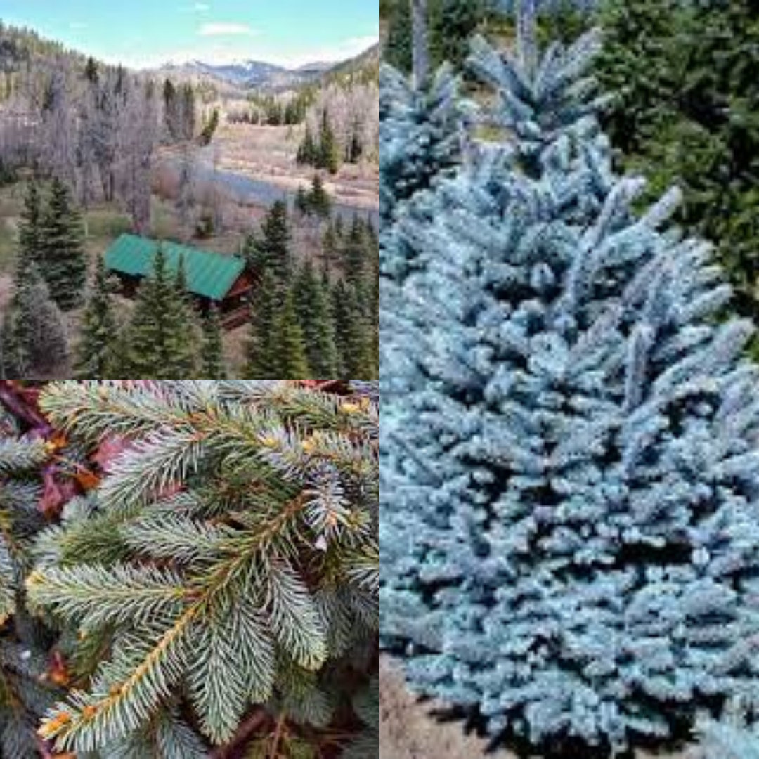 Seeds for Planting, Picea Pungens CO, Dolores Seeds, Blue Spruce, Bulk ...