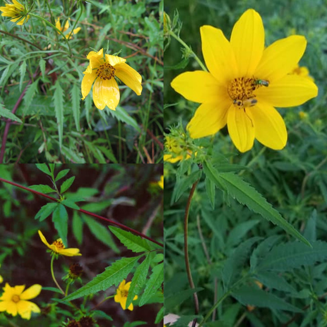 Seeds for Planting, Bidens Polylepis Seeds, Bearded Beggarticks, ~ Bulk ...