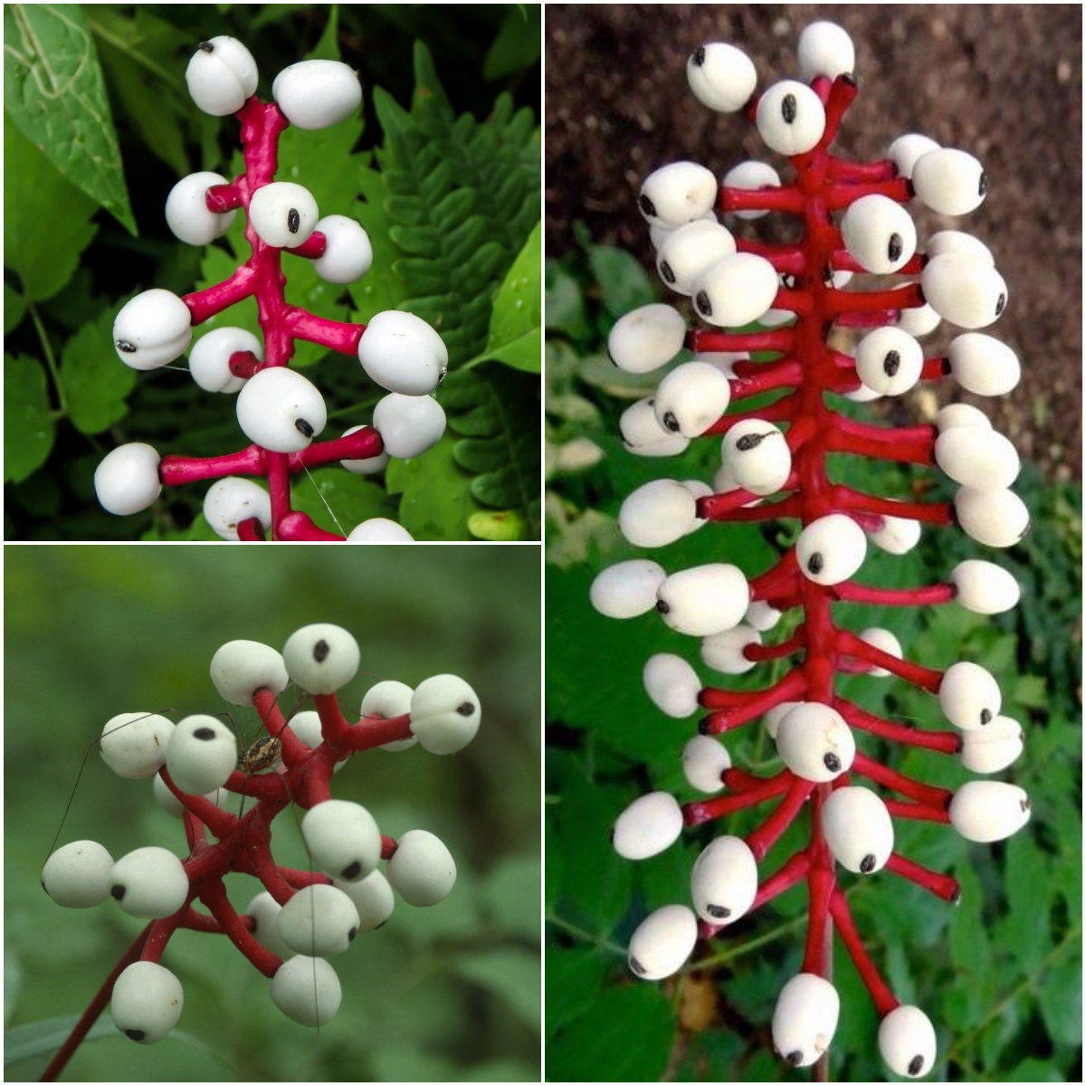 Seeds for Planting, Actaea Pachypoda Seeds, White Baneberry, Doll's ...