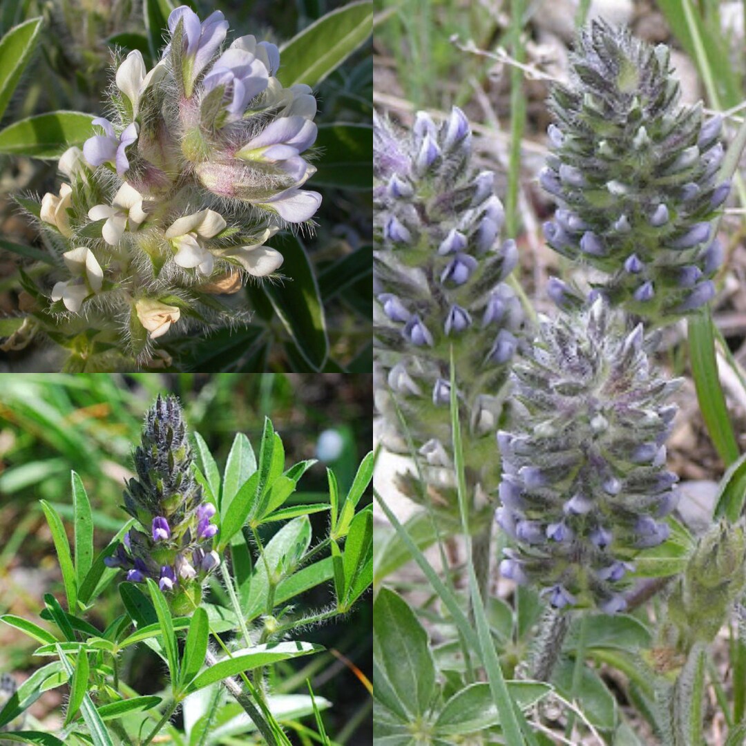 Seeds for Planting, Pediomelum Esculentum Seeds, Prairie Turnip ...