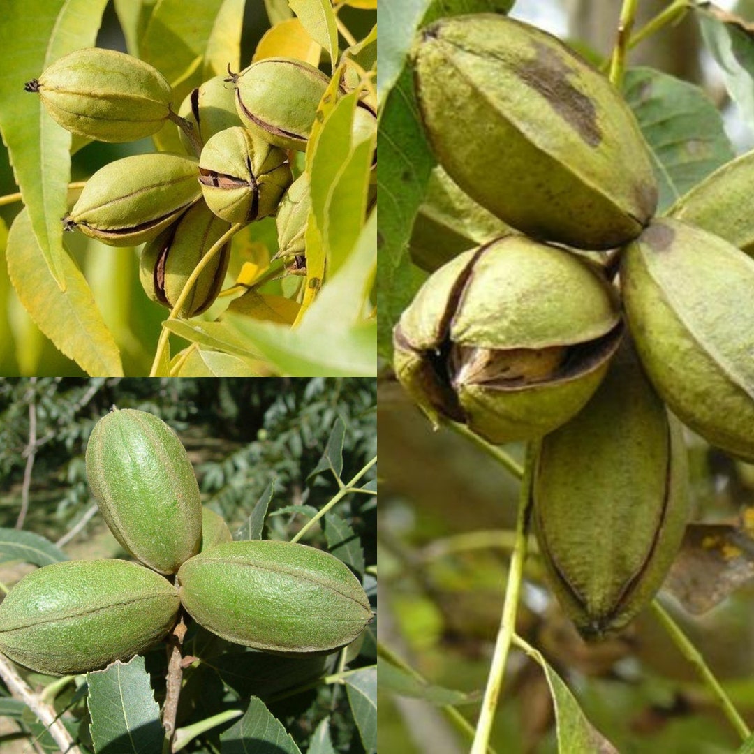 Seeds for Planting, Carya Illinoinensis Wild Collection Seeds, Pecan ...