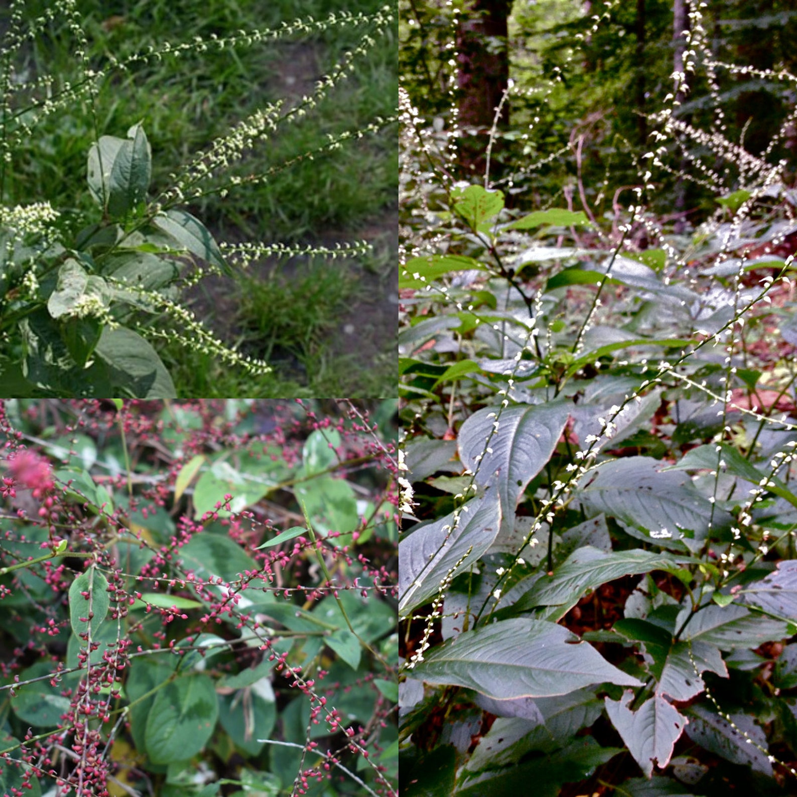 Seeds for Planting, Persicaria Virginiana Seeds, Jumpseed, Virginia ...