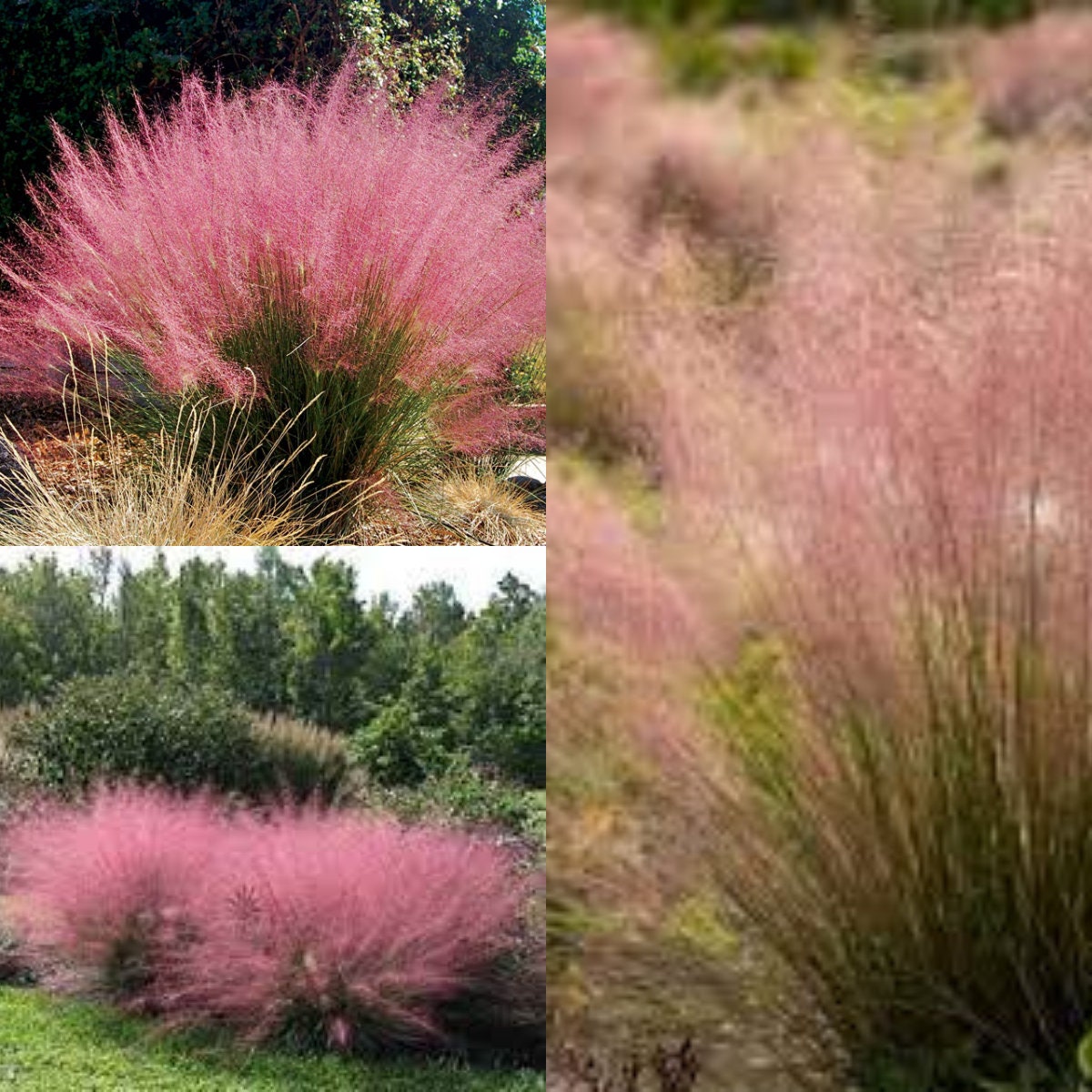 Home & Hobby Craft Supplies & Tools 400 seeds of Muhlenbergia glomerata ...