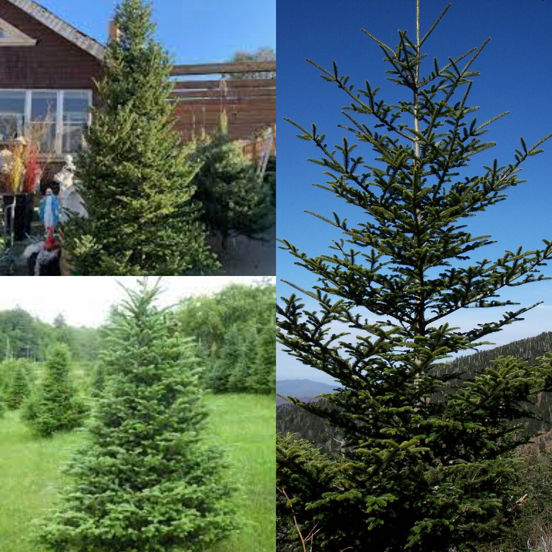 Seeds for Planting, Abies Fraseri NC, Roan Mt. Seeds, Fraser Fir ...