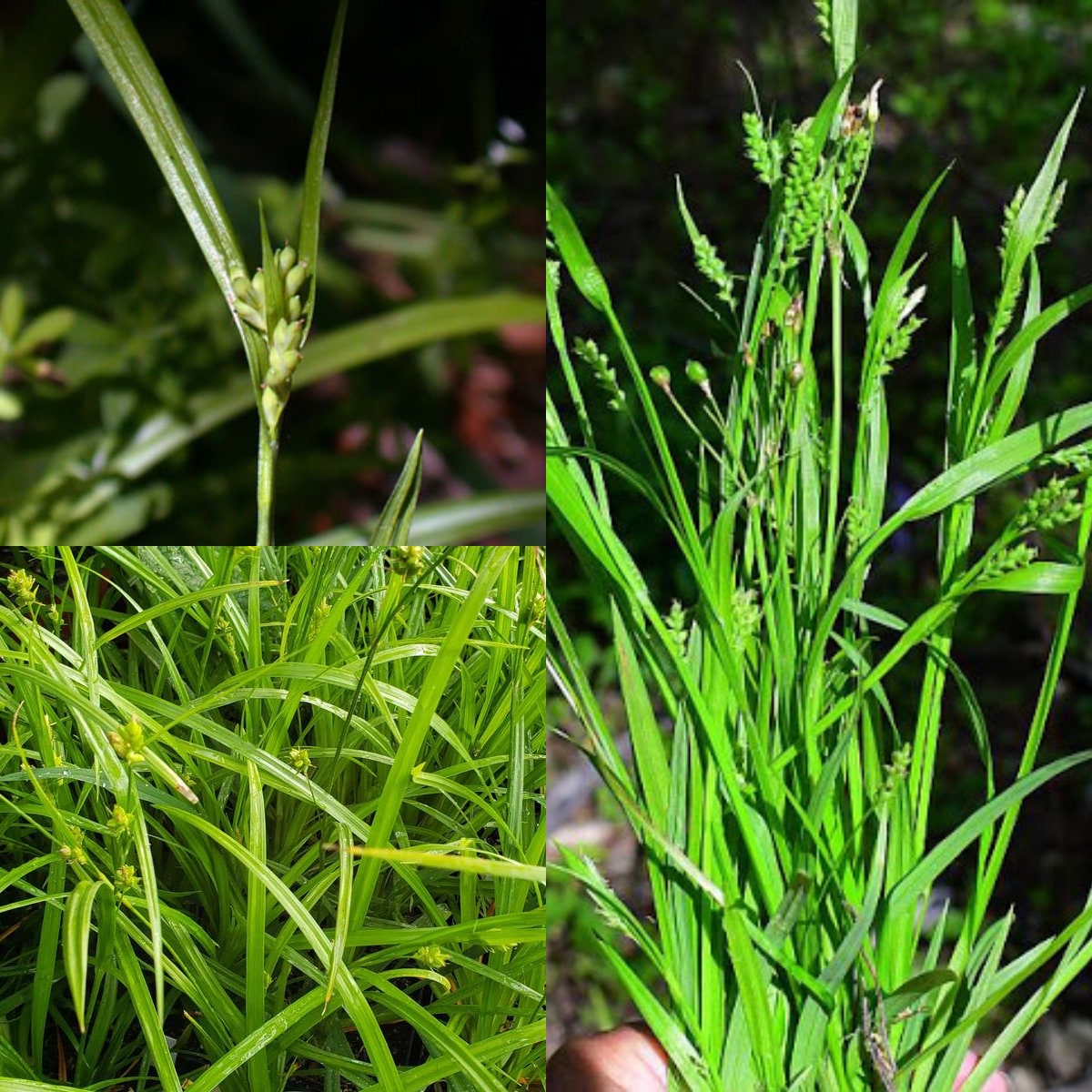 Seeds for Planting, Carex Blanda Seeds, Common Wood Sedge, Eastern ...