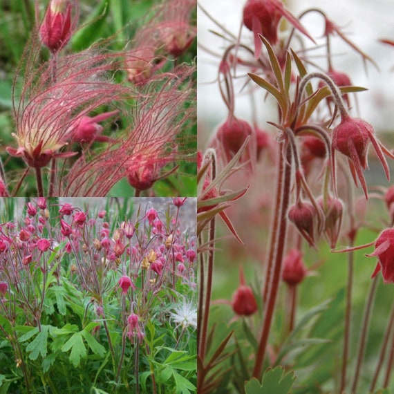 Seeds for Planting Geum Triflorum Seeds Prairie Smoke - Etsy