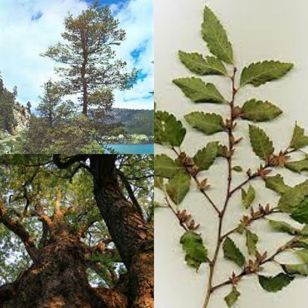Seeds for Planting, Nothofagus Obliqua Seeds, Roble Beech, Robl Beech ...