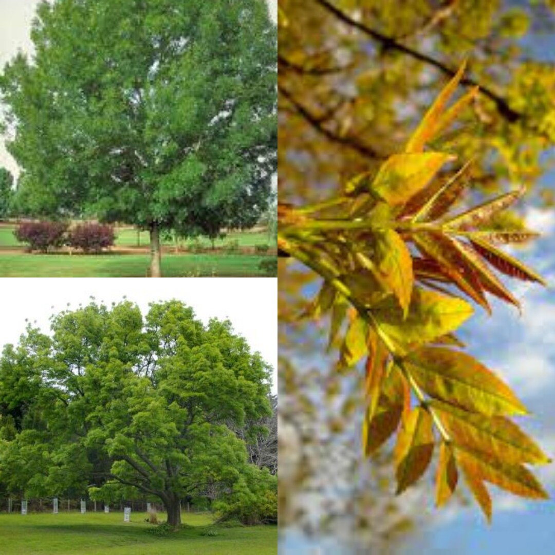 Seeds for Planting, Fraxinus Angustifolia Oxycarpa Seeds, Desert Ash ...