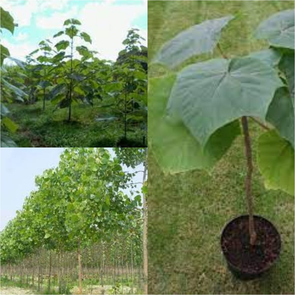 Seeds for Planting, Paulownia Elongata Seeds, Empress Tree, Paulownia ...
