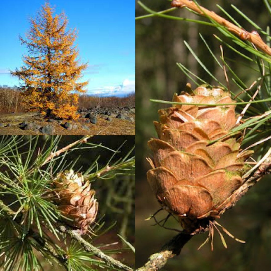 Seeds for Planting, Larix X Eurolepis Seeds, Larix X Marschlinsii ...