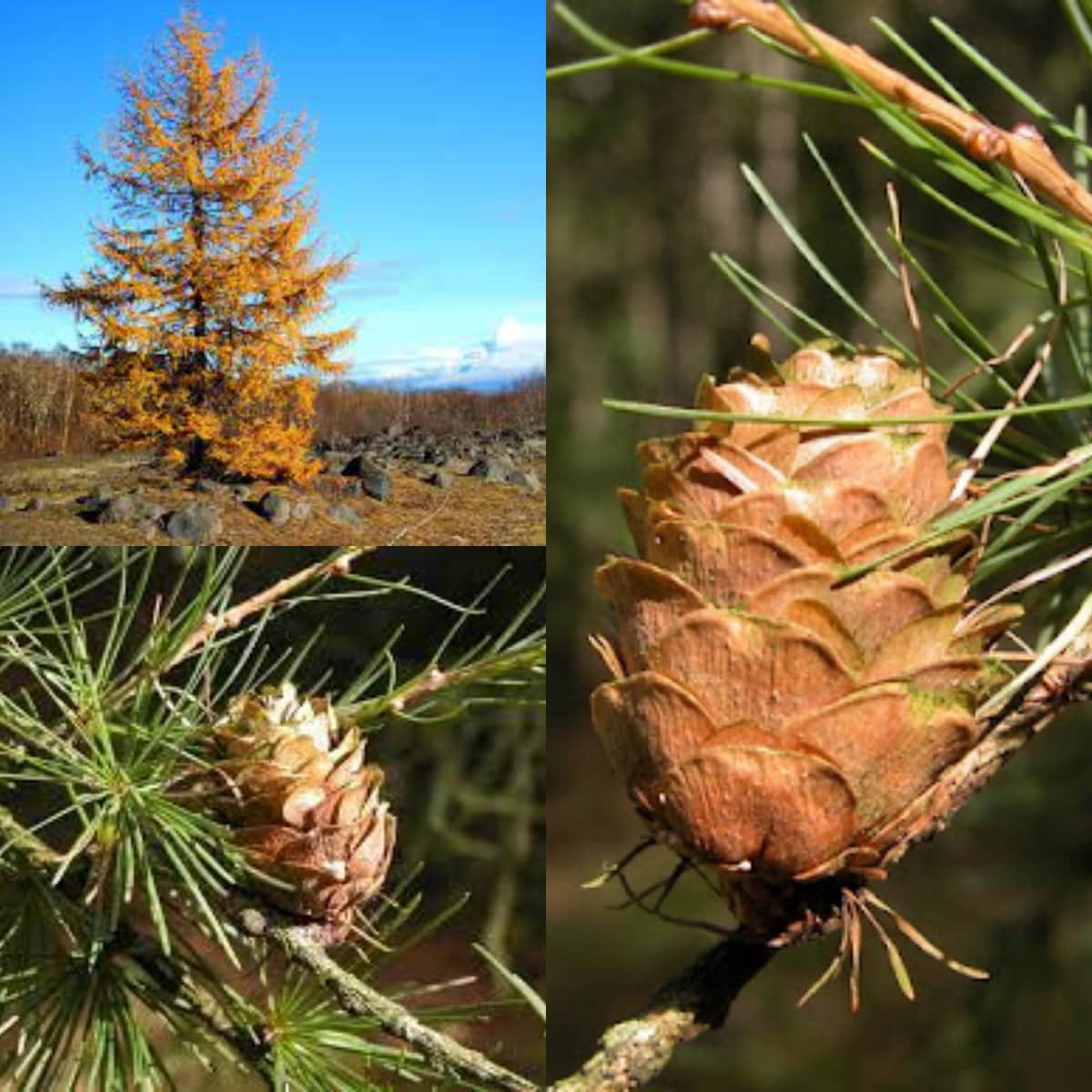 Seeds for Planting, Larix X Eurolepis Seeds, Larix X Marschlinsii, Dunkeld Larch~ Bulk Wholesale ...