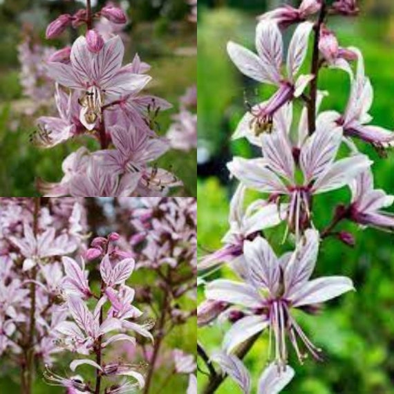 Seeds for Planting Dictamnus Albus Seeds Burningbush - Etsy