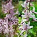 Seeds for Planting, Dictamnus Albus Seeds, Burningbush, Gasplant, Gas ...