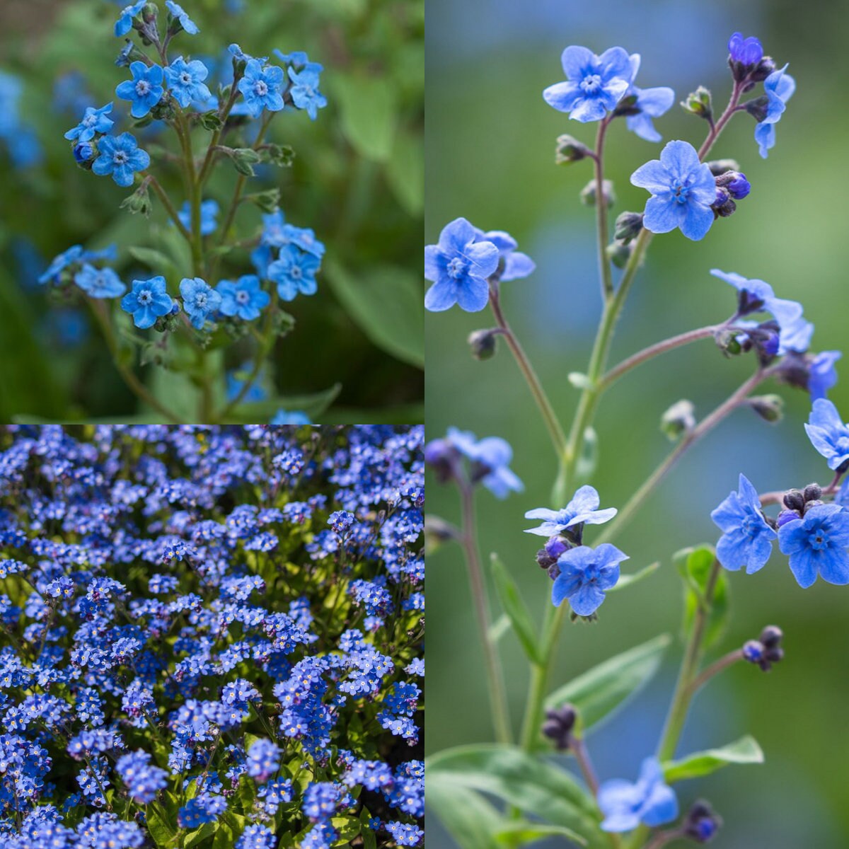 Seeds for Planting, Cynoglossum Amabile Firmament Seeds, Chinese Hound ...
