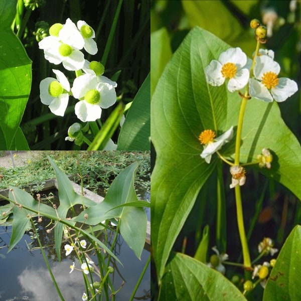 Katniss Plant - Etsy