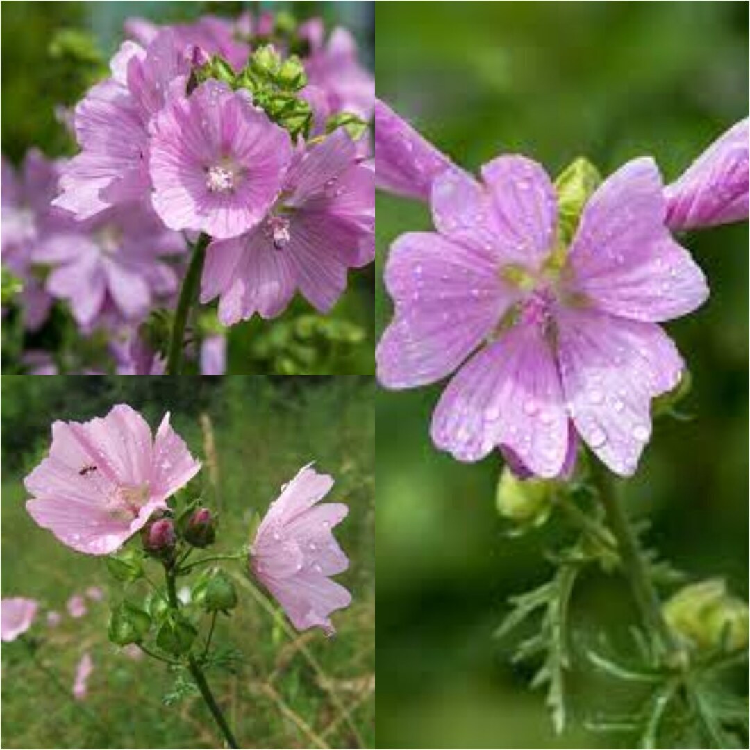 Seeds for Planting, Malva Moschata Seed, Musk Mallow,~ Bulk Wholesale ...