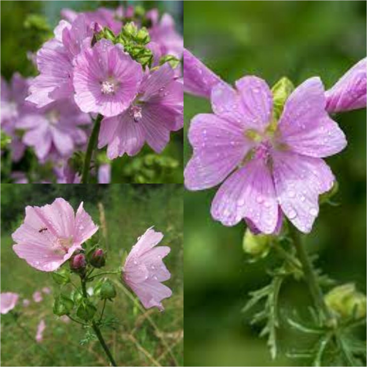 Seeds for Planting, Malva Moschata Seed, Musk Mallow,~ Bulk Wholesale ...