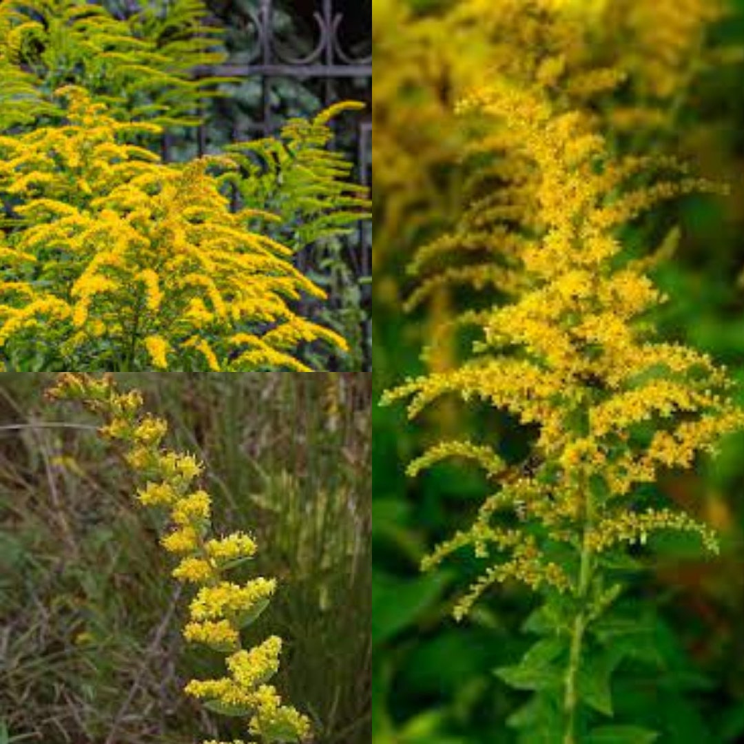 Seeds for Planting, Solidago Rugosa Seeds, Rough Goldenrod, Rough ...